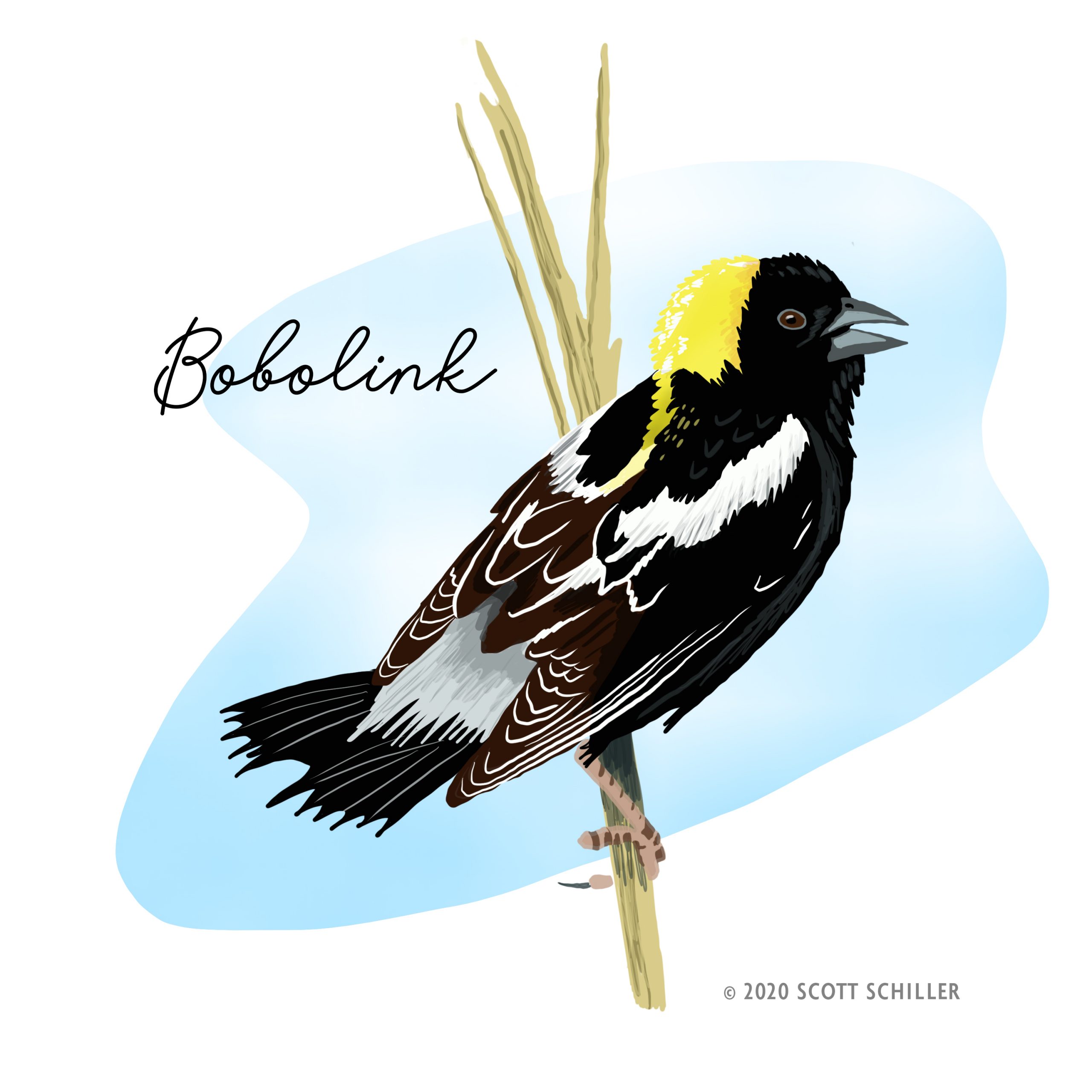 Bobolink – Art of Scott Schiller