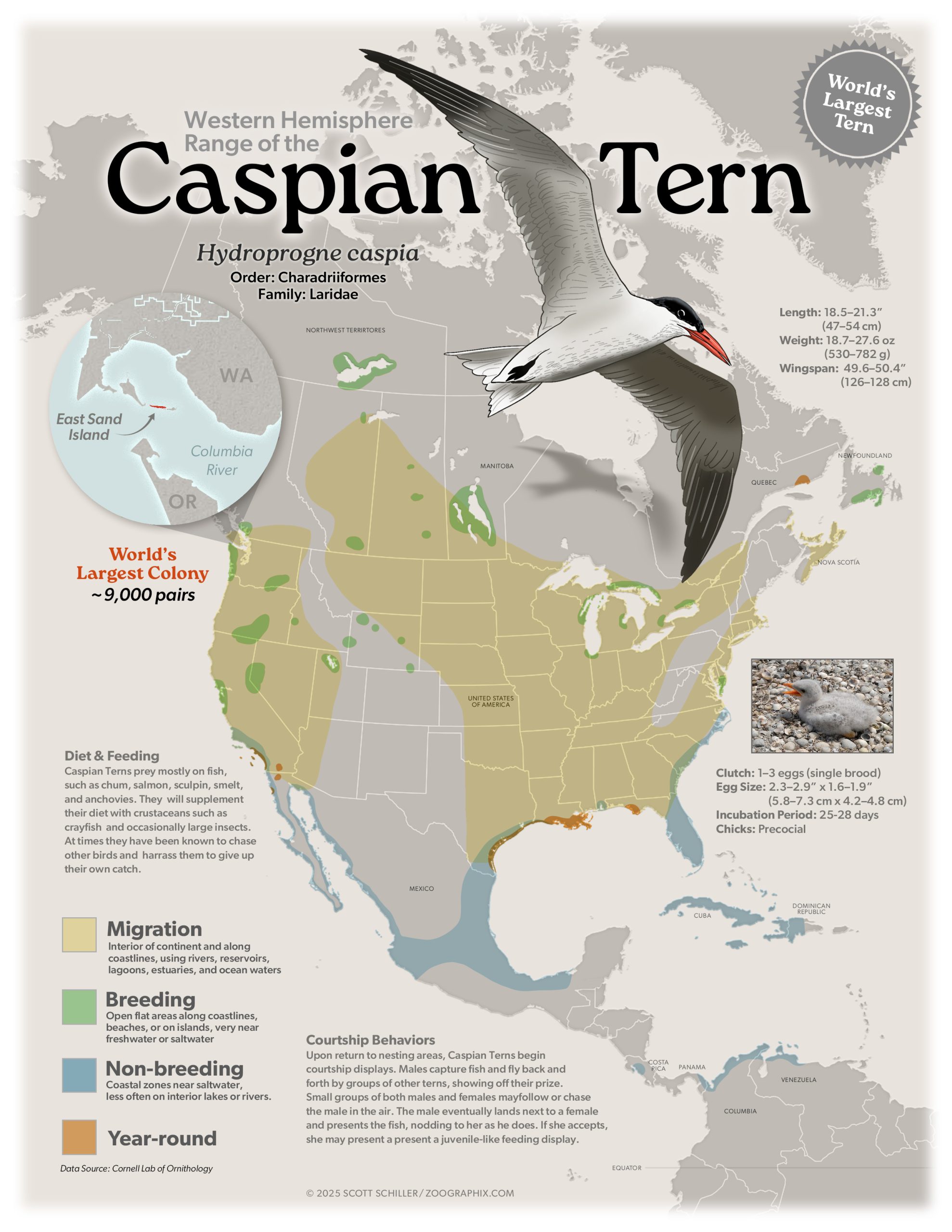 Caspian Tern Migration – Art of Scott Schiller
