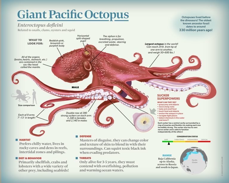 Giant Pacific Octopus – Art of Scott Schiller