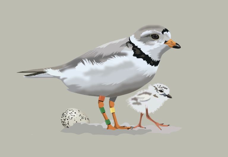 Piping Plover – Art of Scott Schiller
