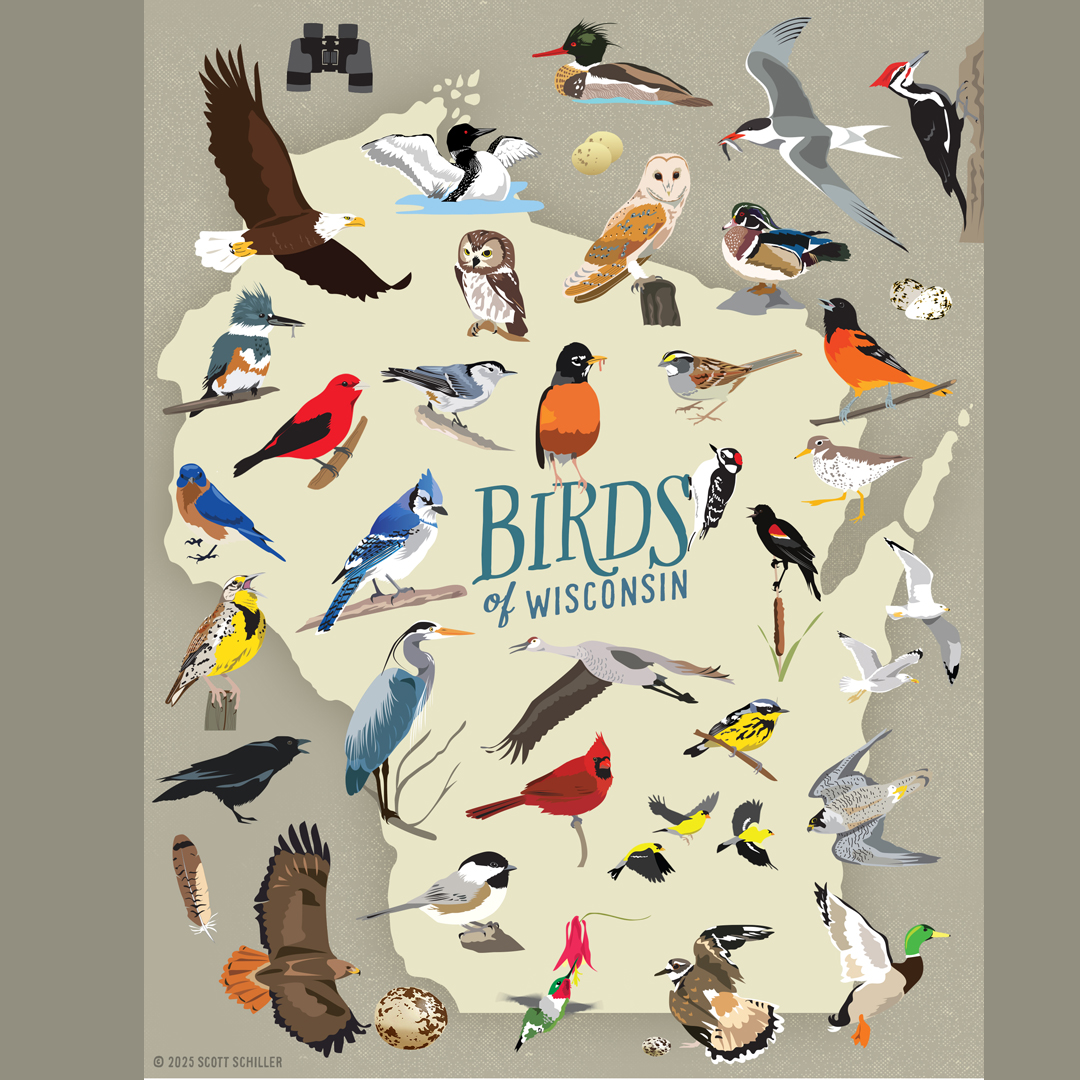 Birds of Wisconsin – Art of Scott Schiller